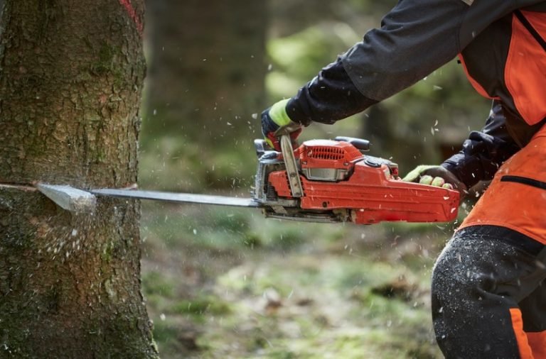 How to Cut a Fallen Tree With a Chainsaw - Mechanic Insight